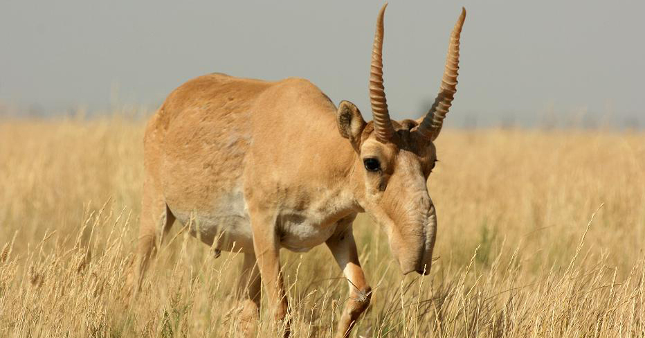 Species & Ecosystem Recovery - ICCS