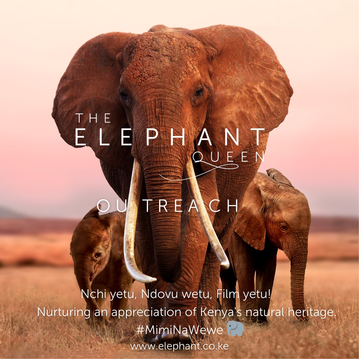 The Elephant Queen: how impactful can a natural history film really be ...