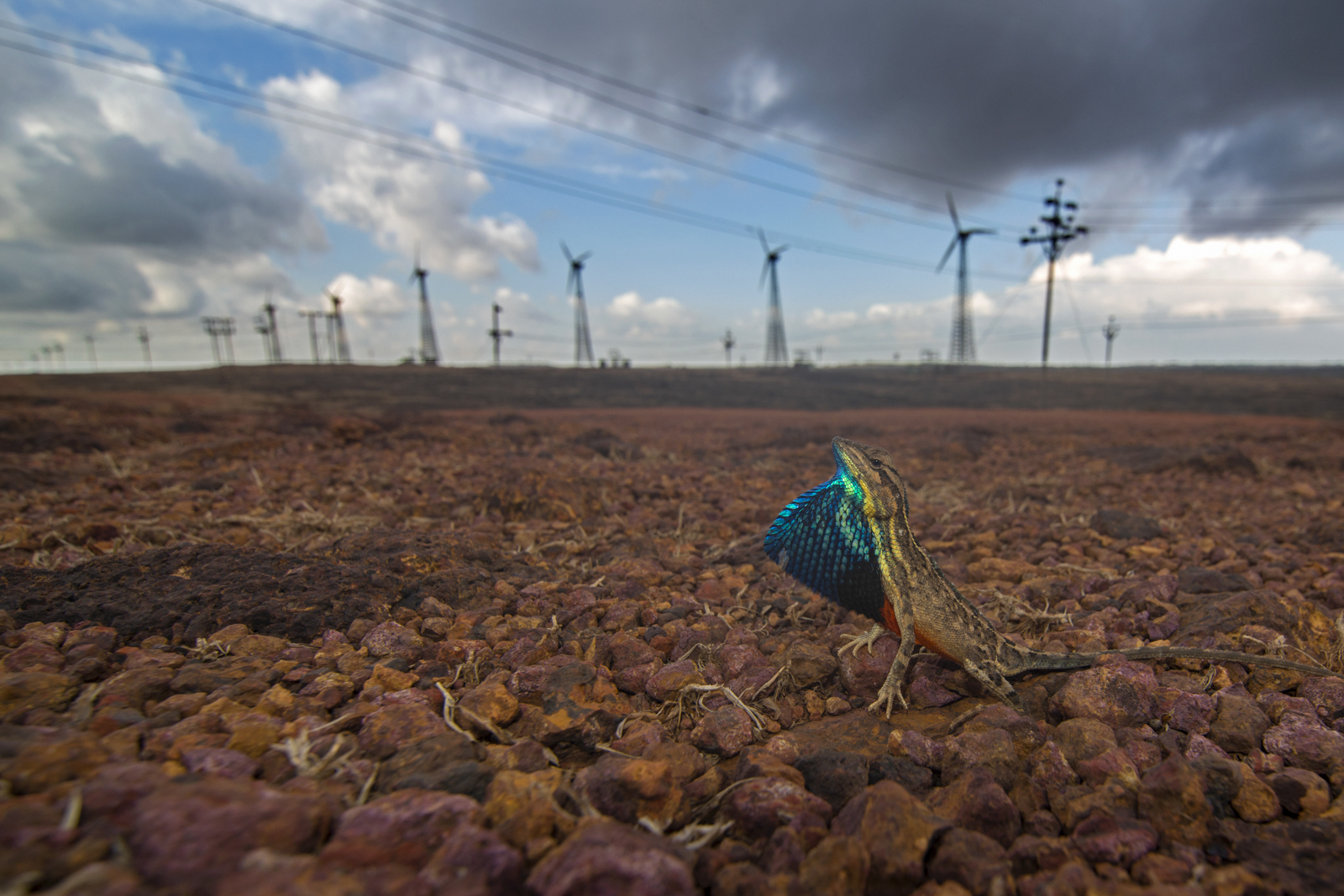 Species & Ecosystem Recovery - ICCS