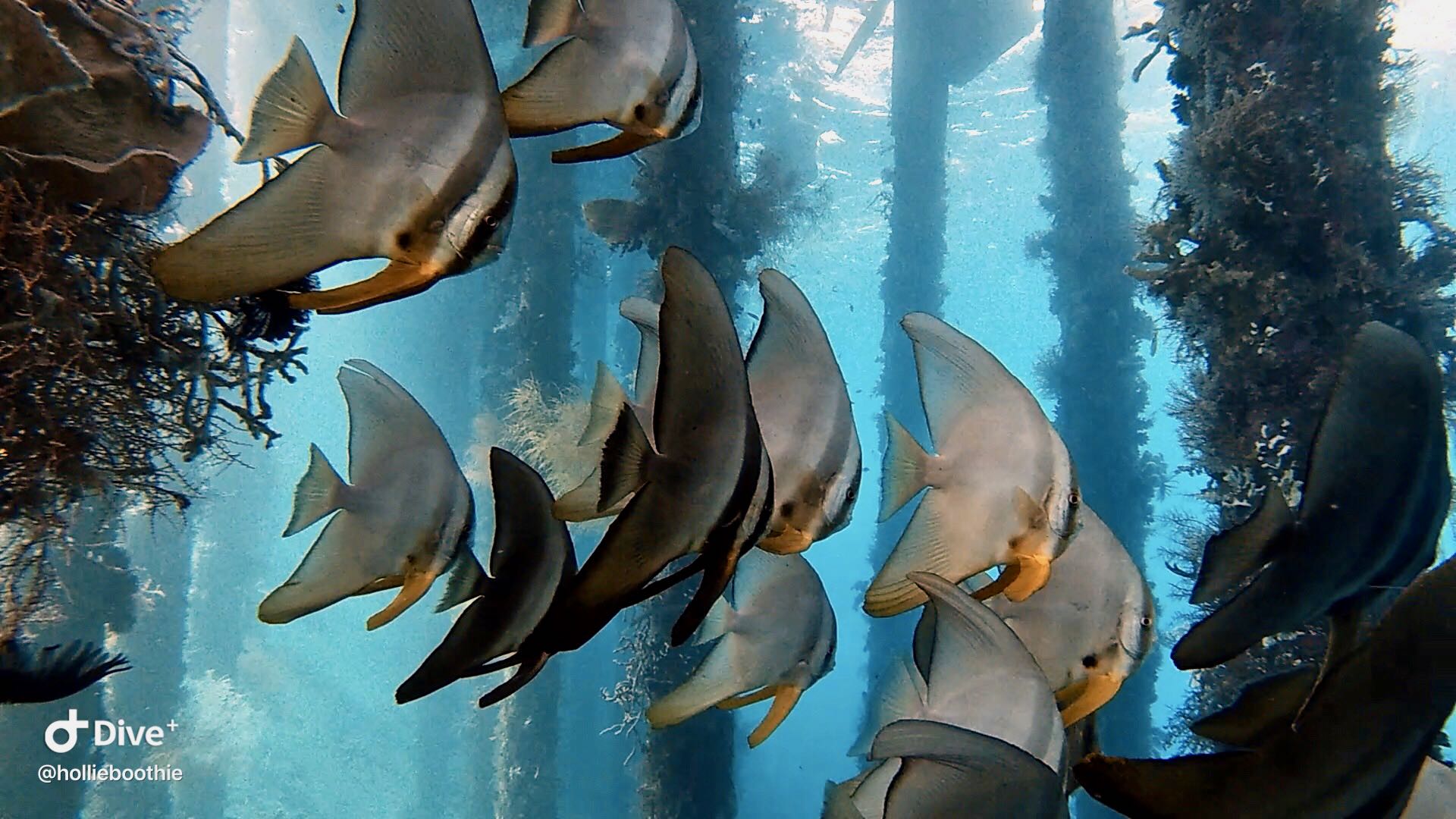 Measuring the Impact of Conservation - ICCS