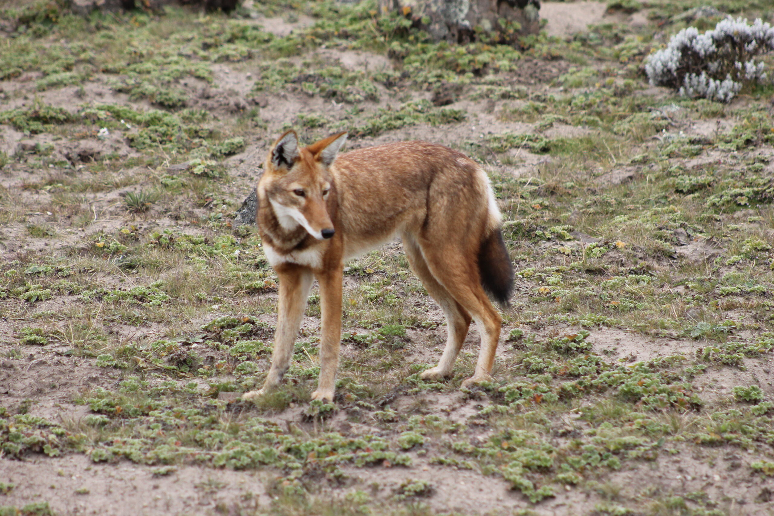 Afroalpine conservation through sustainable livelihoods and ...