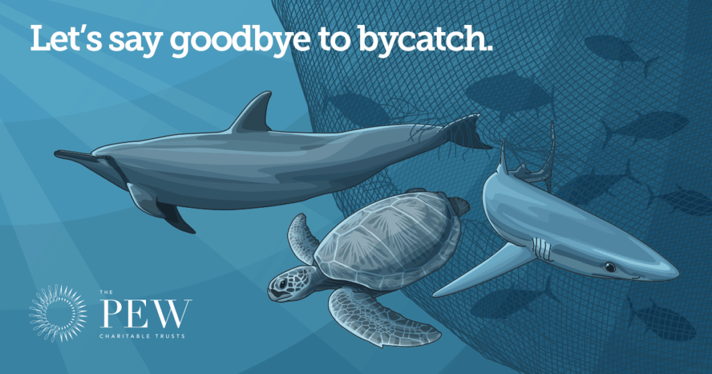 Developing Innovative Bycatch Reduction Approaches For Large Pelagic ...
